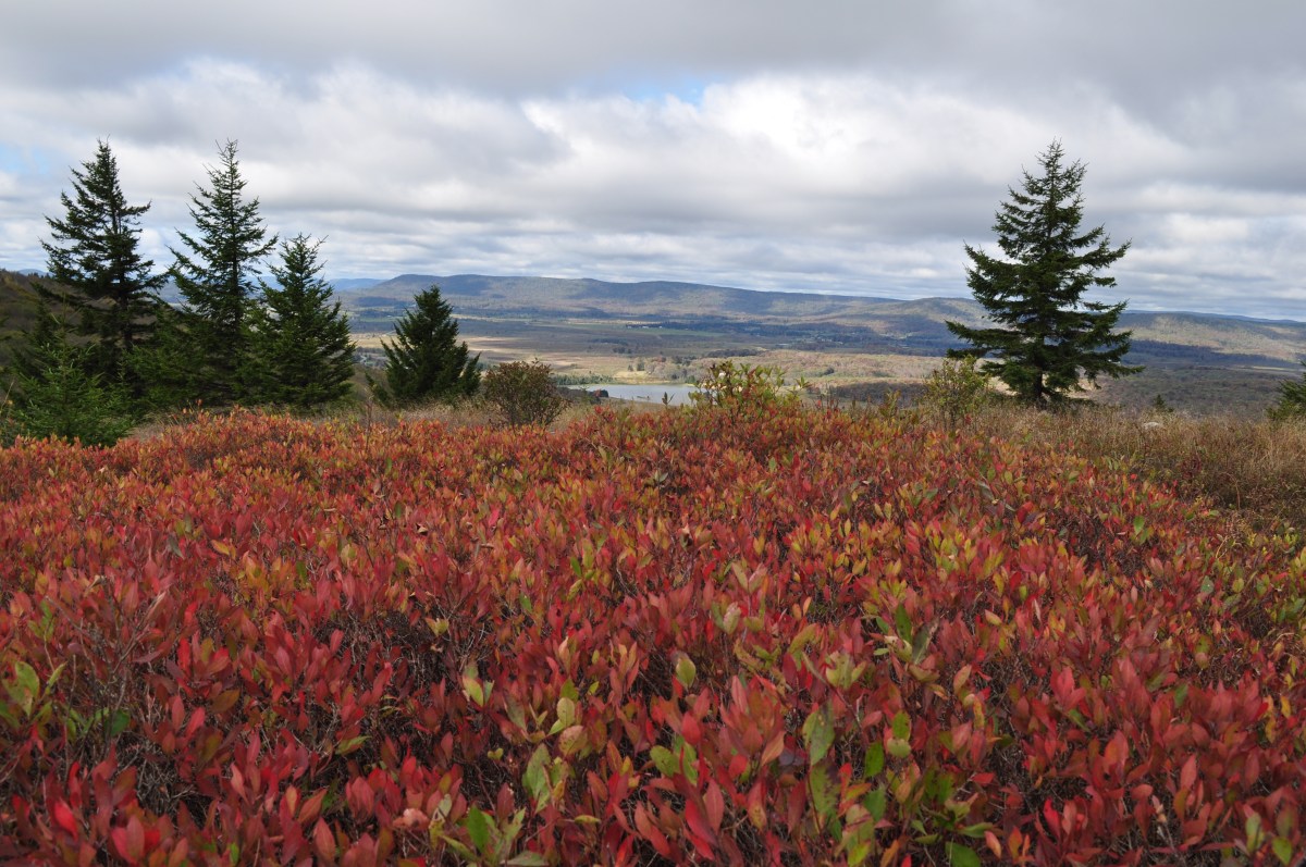 Dolly Sods, WV – A Day Hike – Travel Notch